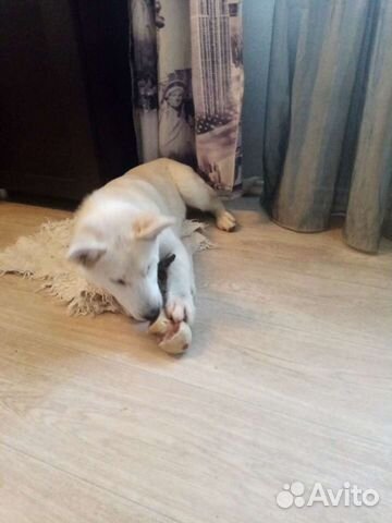 Щеночек хаски бесплатно