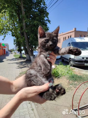 Котята в добрые руки приучены к лотку