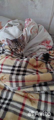 Котик бесплатно в добрые руки