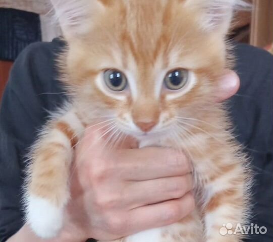 Красивый рыжий котенок, ориентировочно 2 месяца