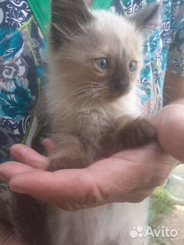 Сиамские котята