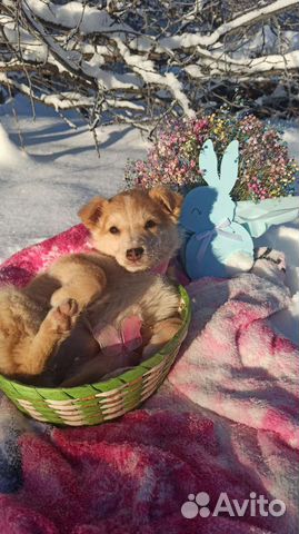 Щенок в добрые руки бесплатно