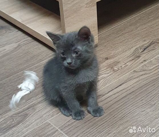 Русская голубая котёнок