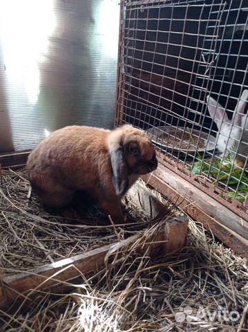 Декоративные кролики вислоухие