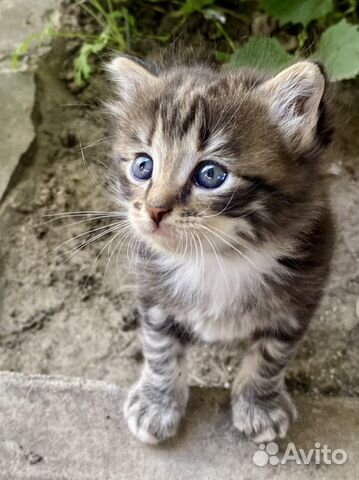 Котята в добрые руки бесплатно
