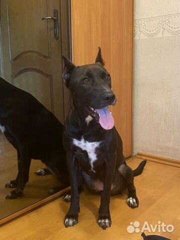 Стаффордширский питбультерьер