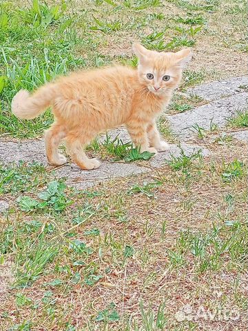 Рыжий котенок мальчик, пушистый