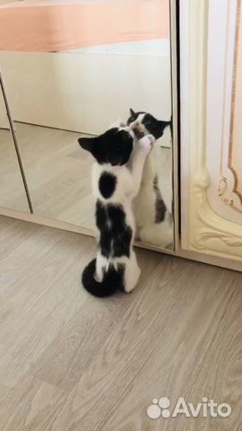 Смешной котейка в дар