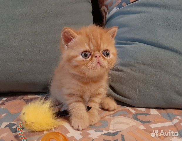 Малышарики