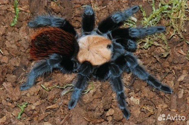 Паук птицеед