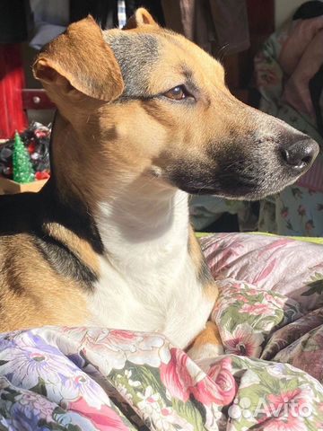 Отдам собаку в добрые руки