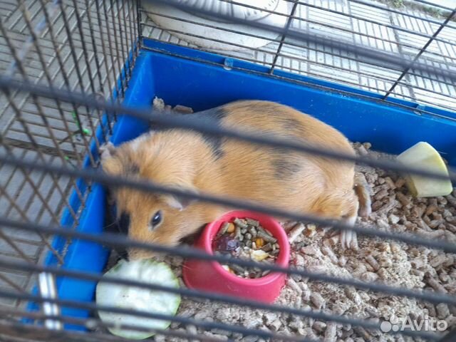 Морская свинка