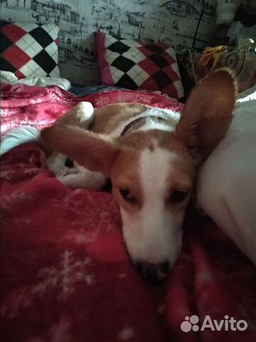 Собака в добрые руки щенок