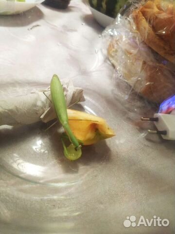 Богомол живой