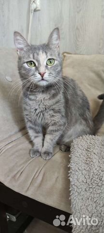 Молодая супер-ласковая кошка в добрые руки