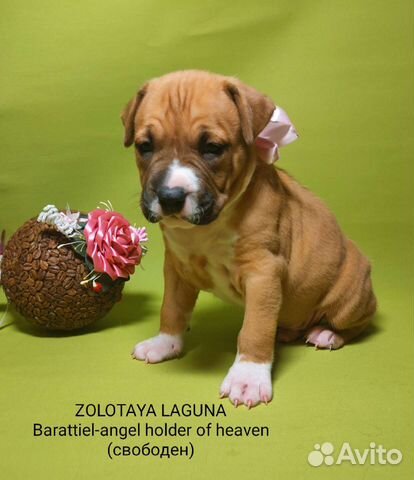 Стаффордширский терьер