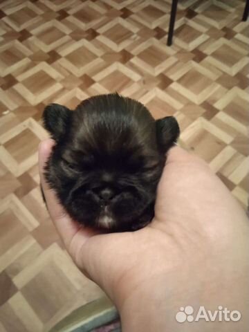 Собаки щенки