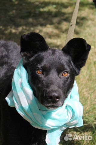 Собака из приюта в хорошие руки