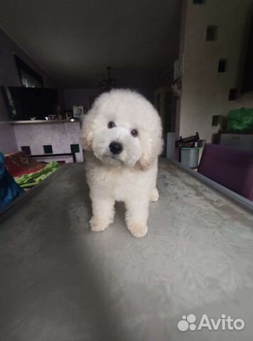 Пудель белый