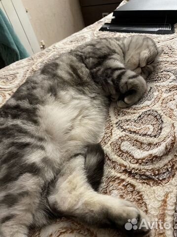 Кошка британка бесплатно