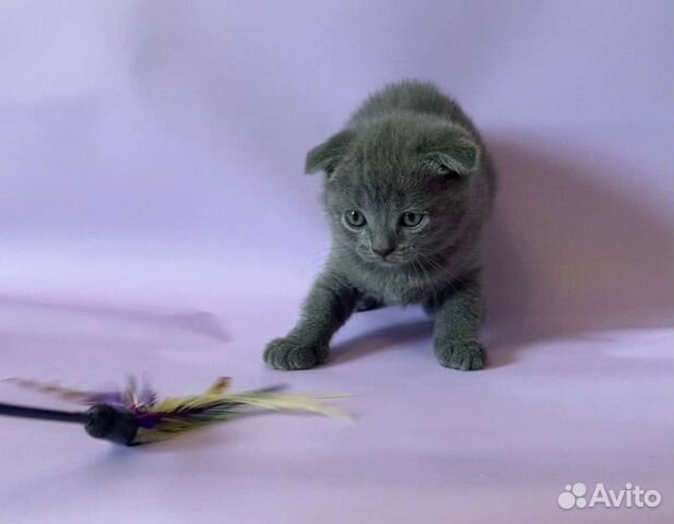 Шотландский вислоухий котенок голубой окрас