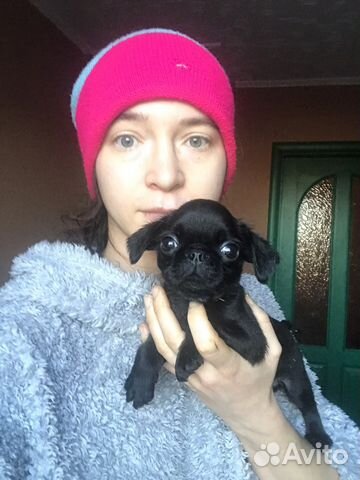 Жгучий брюнет пти брабансон