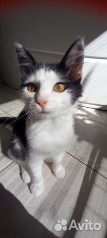 Котик 4мес