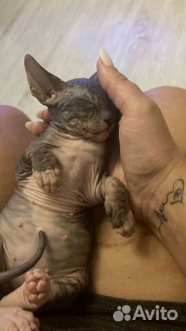 Кошки