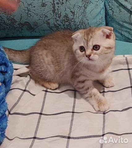 Шотландские вислоухие котятки