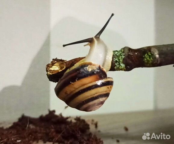 Улитки караколус сагемон еллоу