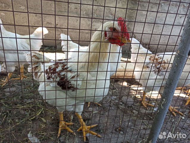 Молодые петушки