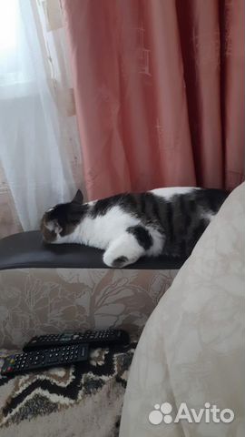 Кошка