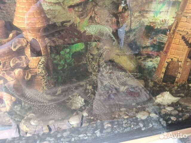 Аквариум с рыбками