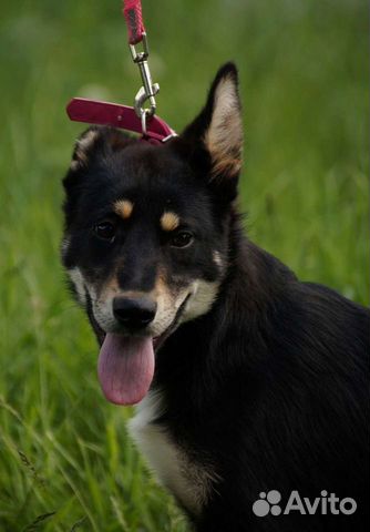 Джуна в добрые руки