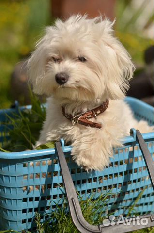 Мальтийская болонка мальтезе