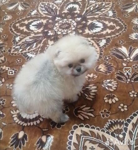 Шпицуля. Маленький гном