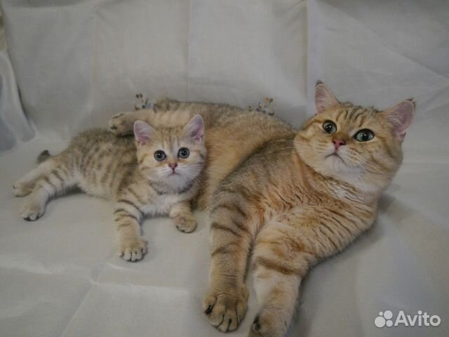 Котята золотые шиншиллы