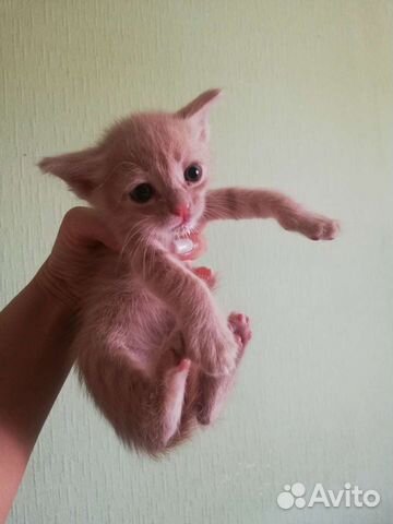 Котята в добрые руки бесплатно