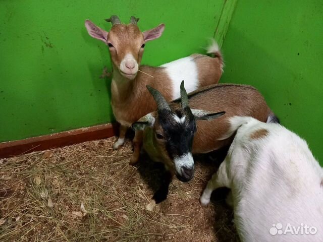 Камерунские козочки и минибаран