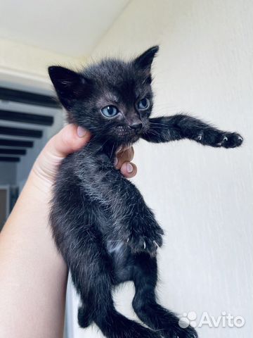 Бомбейские котята