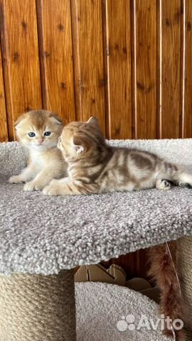 Британские котята золотая шиншилла