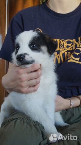 Стеша, 1,5 месяца, в добрые руки