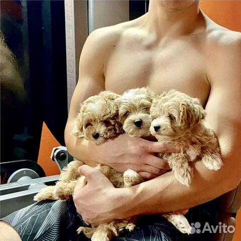 Щенки мальтипу