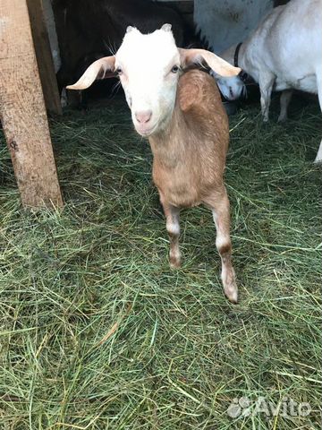 Козочка нубийская