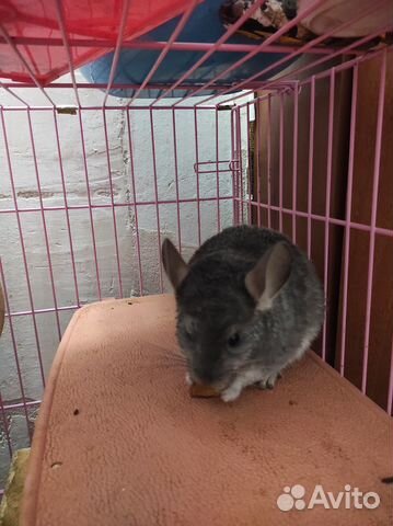 Отдам в добрые руки шиншилу