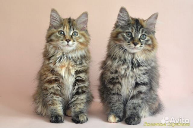 Котята курильский бобтейл