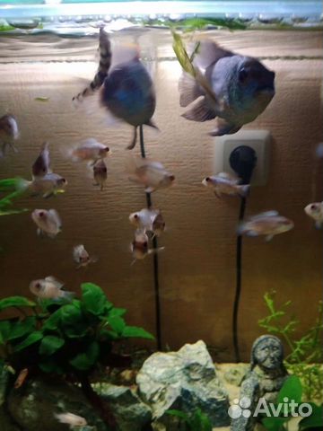 Малек Нанокары неоновой