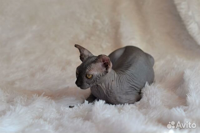 Девочка 2.5 мес