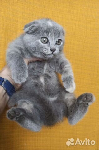 Вислоухий котëнок