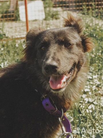 Любителем ушек плюшек, щенки в дар